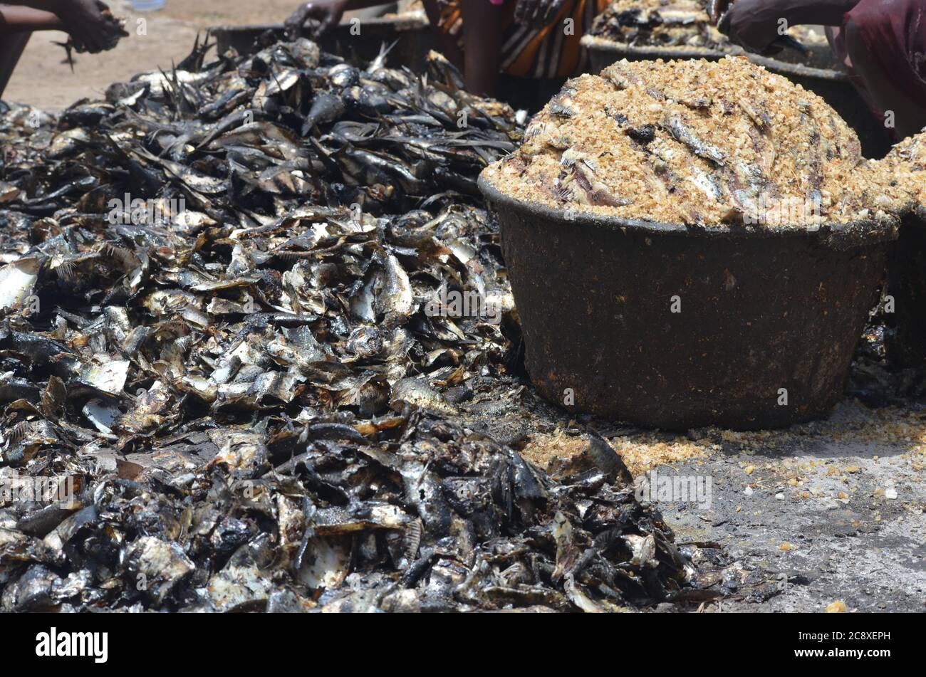 Traditionally braised & salted fish in Mballing, Senegal Stock Photo ...