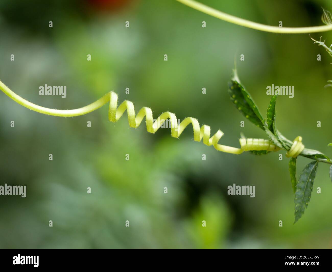 Close up shot of grippy fiber spring of ash gourd,or winter melon or ...