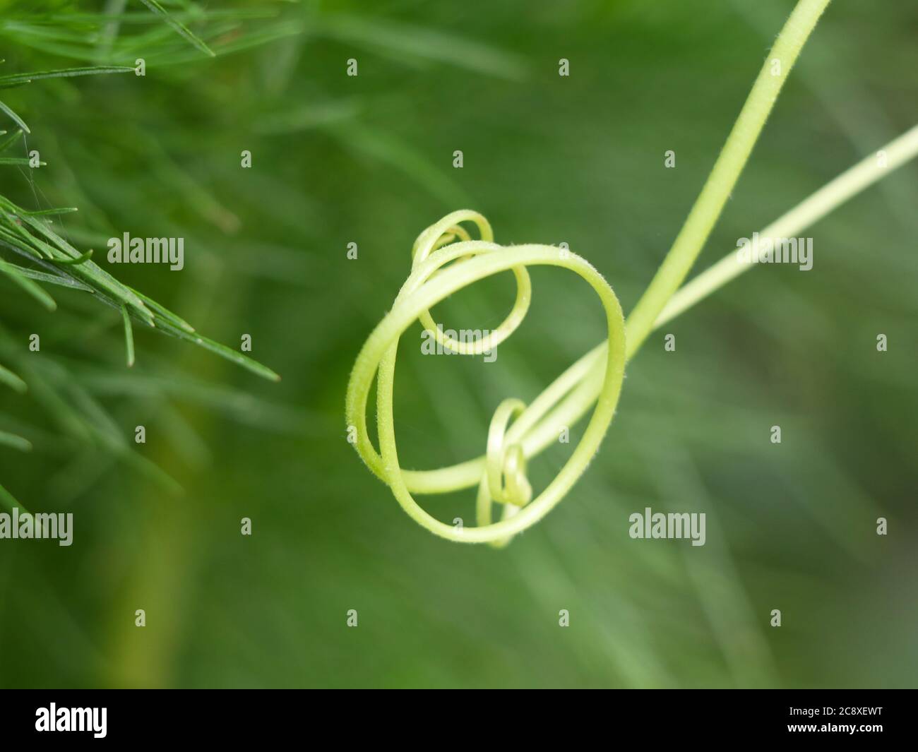 Fuzzy gourd hi-res stock photography and images - Alamy