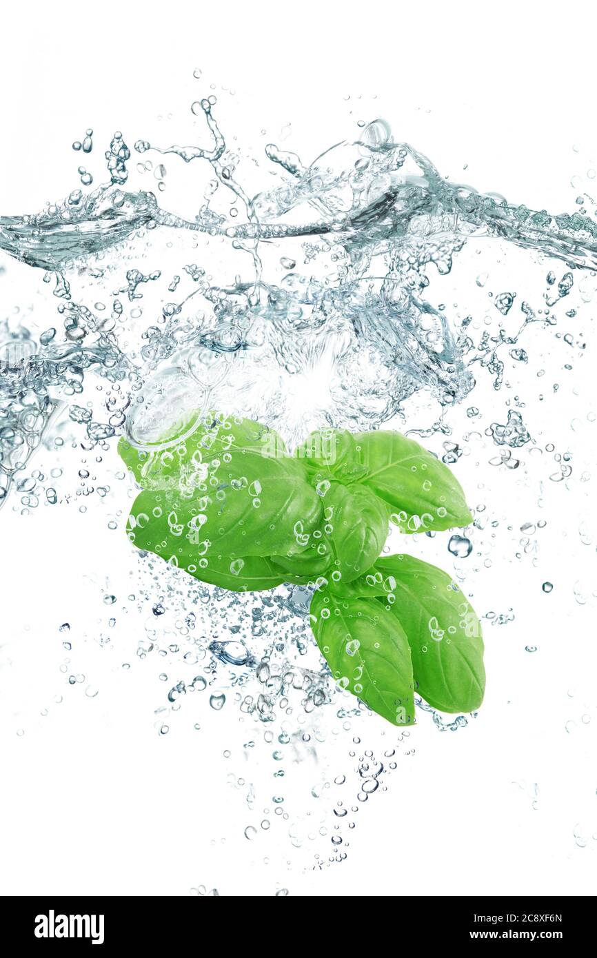 Fresh basil falling in pure water Stock Photo - Alamy