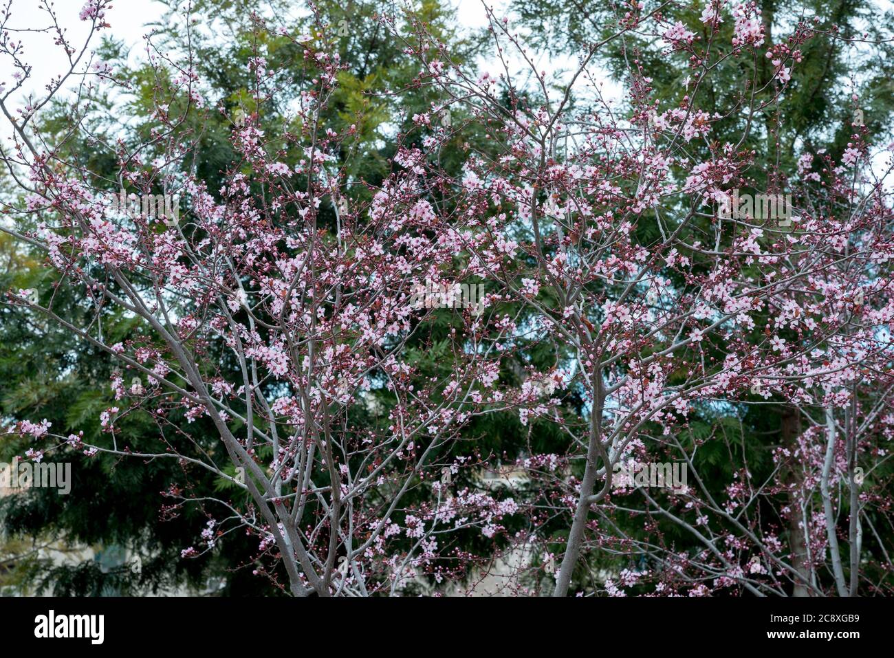 Flowering tree in Amman, Jordan Stock Photo - Alamy