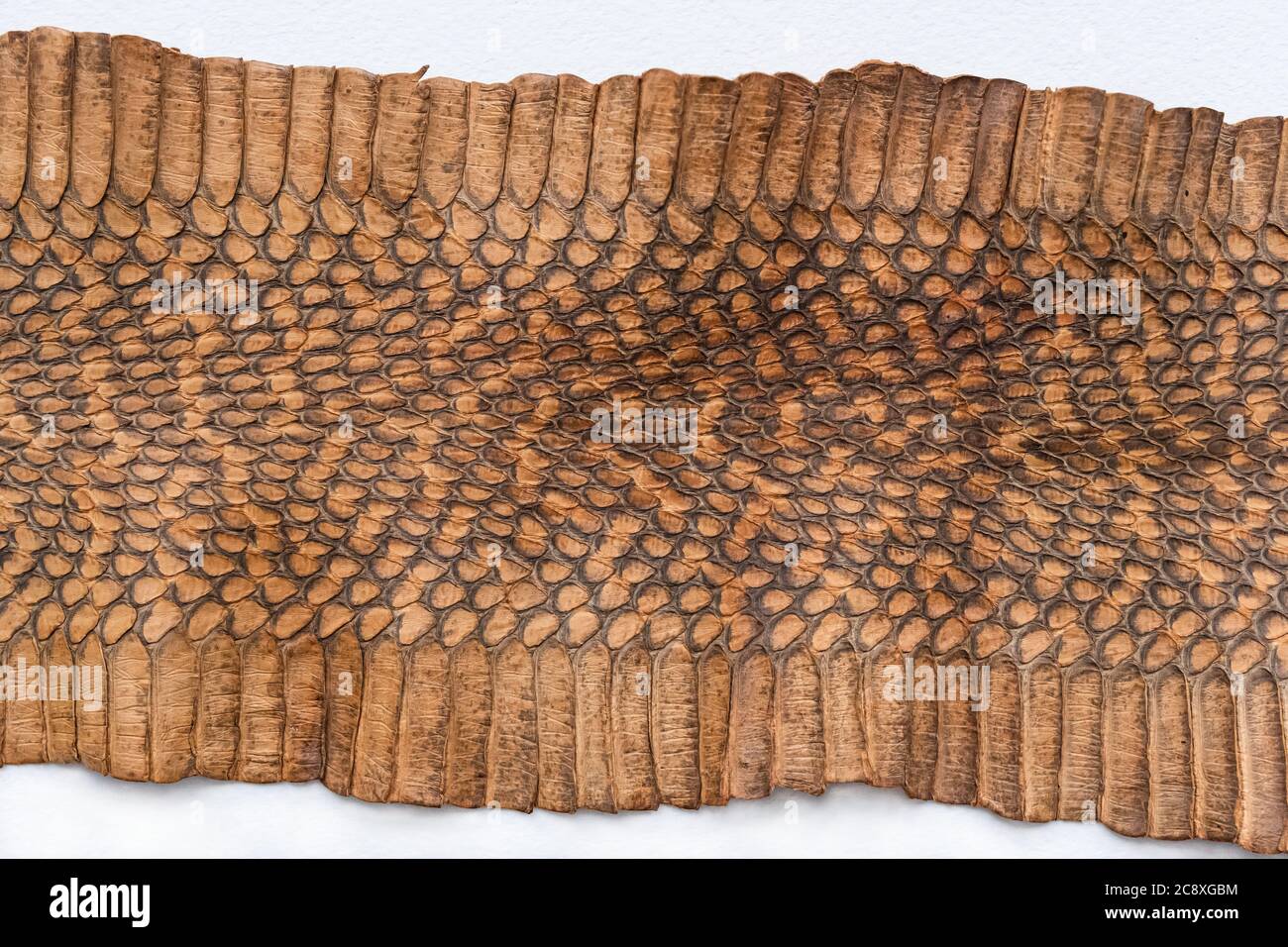 Part of the leather of a snake on a white background Stock Photo - Alamy