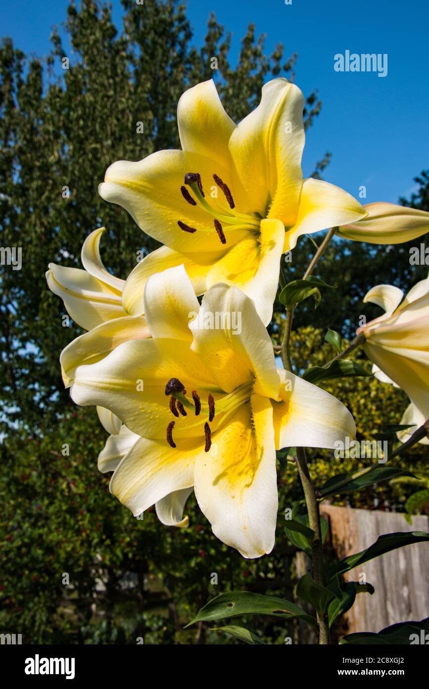 Yellow Tree Lily Stock Photo - Alamy