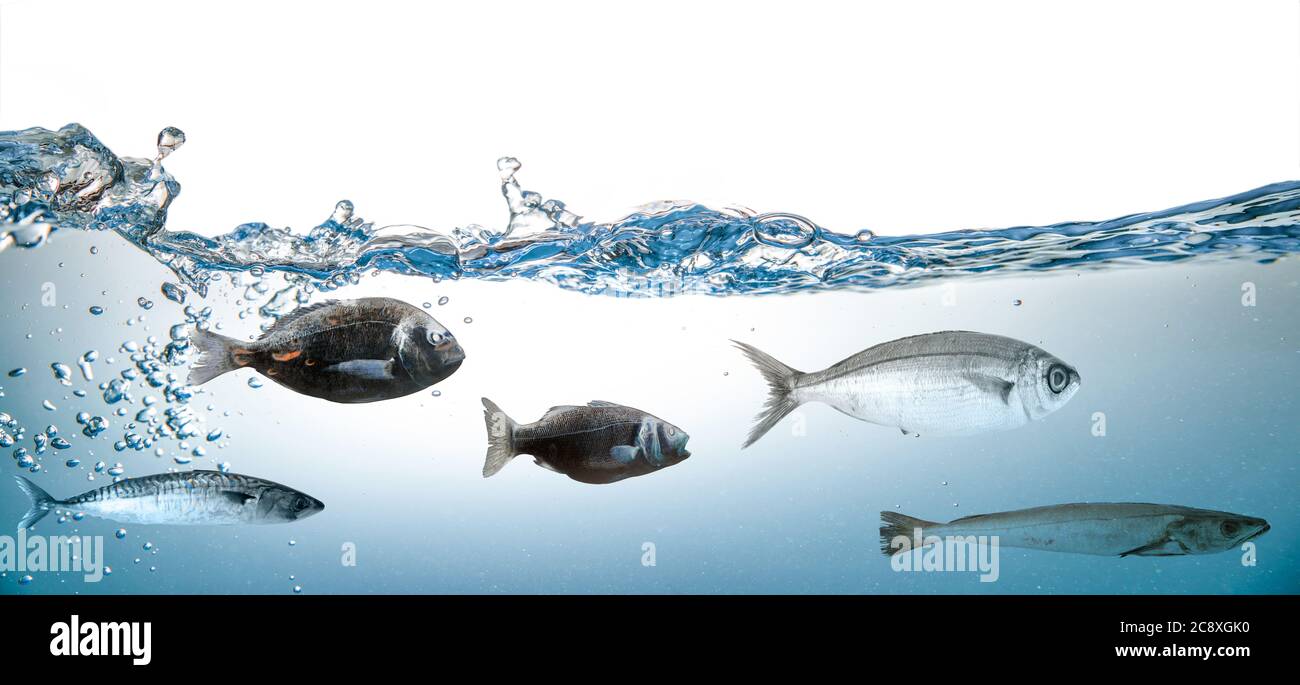 water splash with fish on white background Stock Photo - Alamy