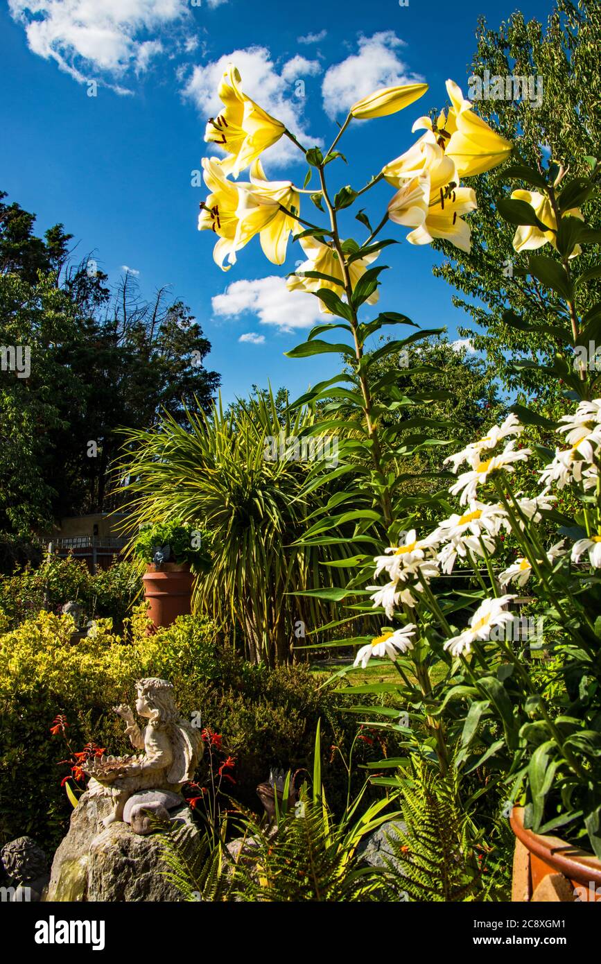 Yellow Tree Lily Stock Photo - Alamy