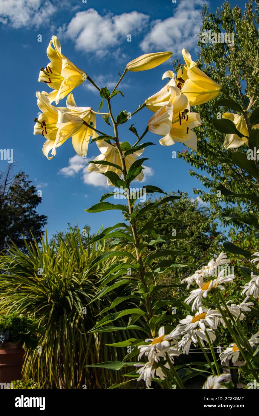 Yellow Tree Lily Stock Photo - Alamy