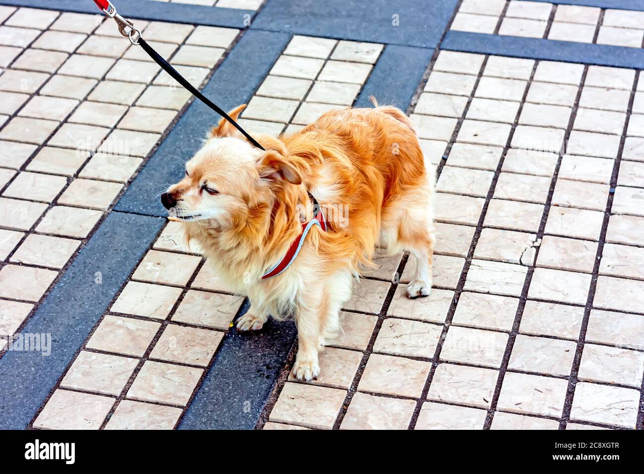 Dog makes funny face hi-res stock photography and images - Alamy