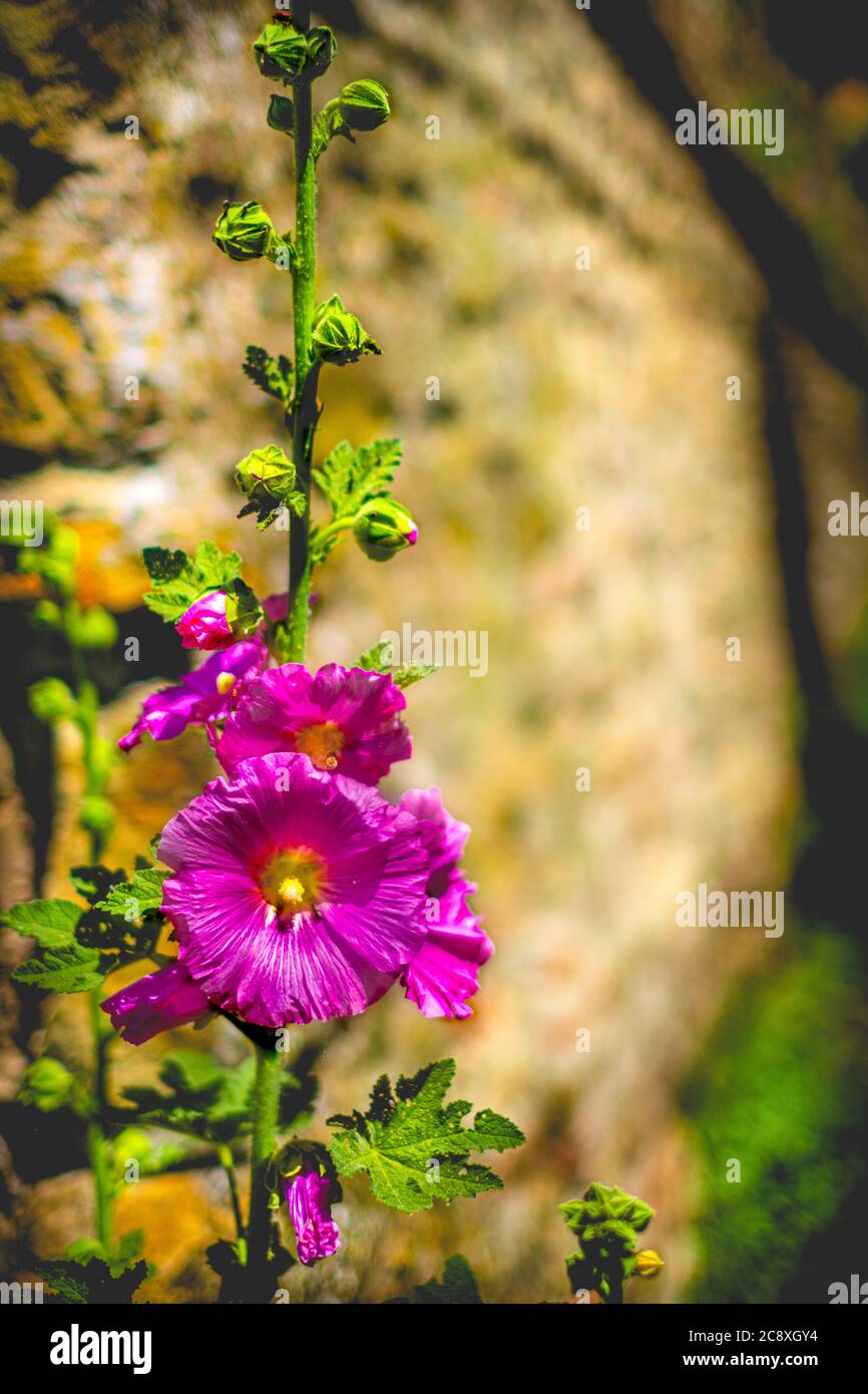 purple flower vertical colorful background malva alcea Stock Photo - Alamy