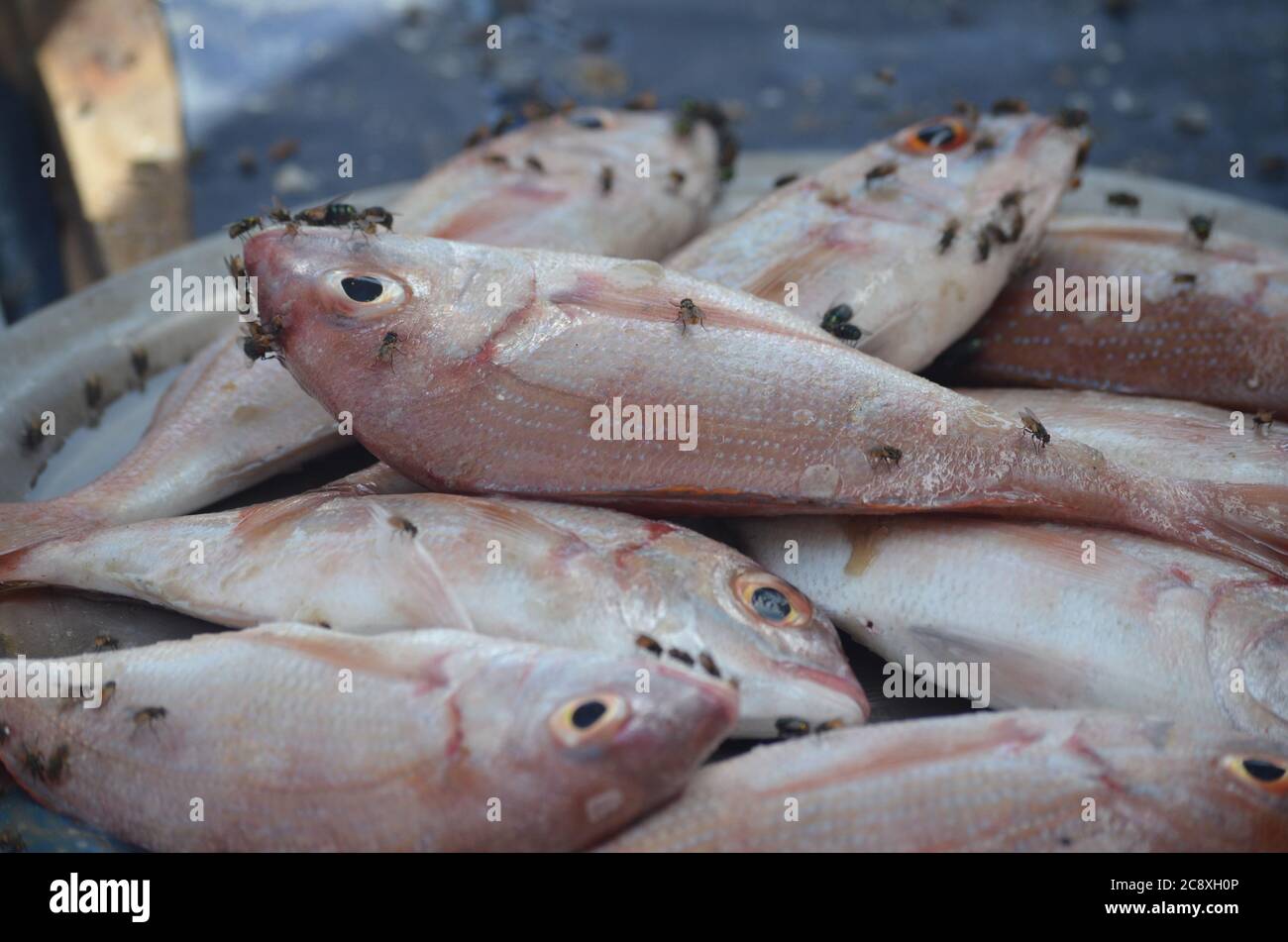 Flies infesting fish on sale at Mbour landing site and fish market ...