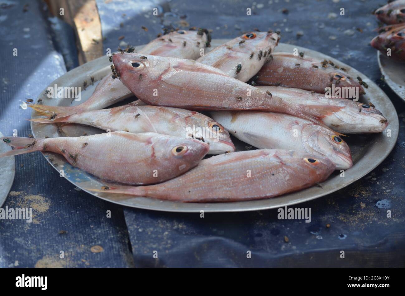 Flies infesting fish on sale at Mbour landing site and fish market ...
