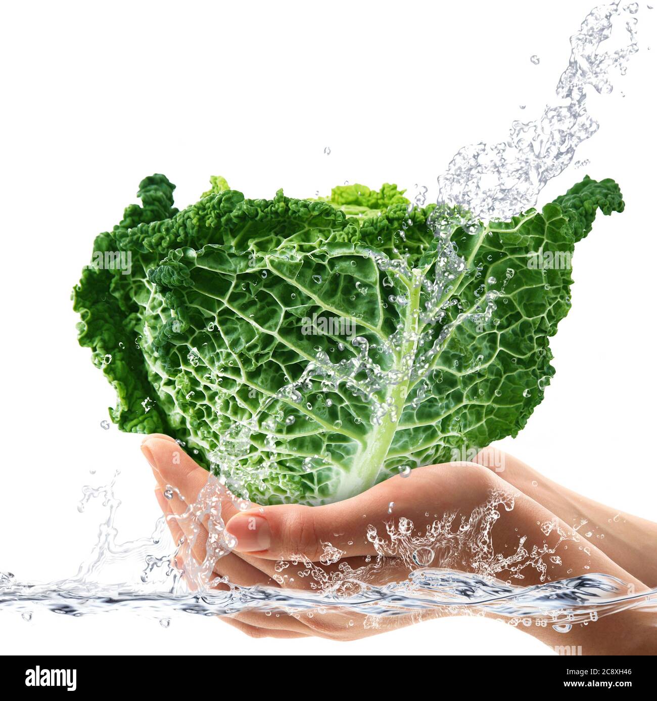 Cabbage hand hi-res stock photography and images - Alamy