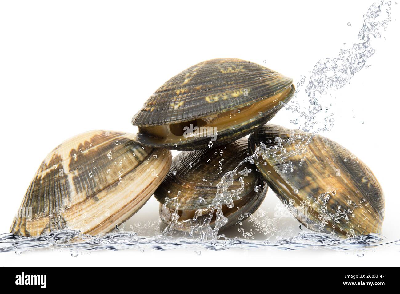 fresh clams falling in water Stock Photo - Alamy