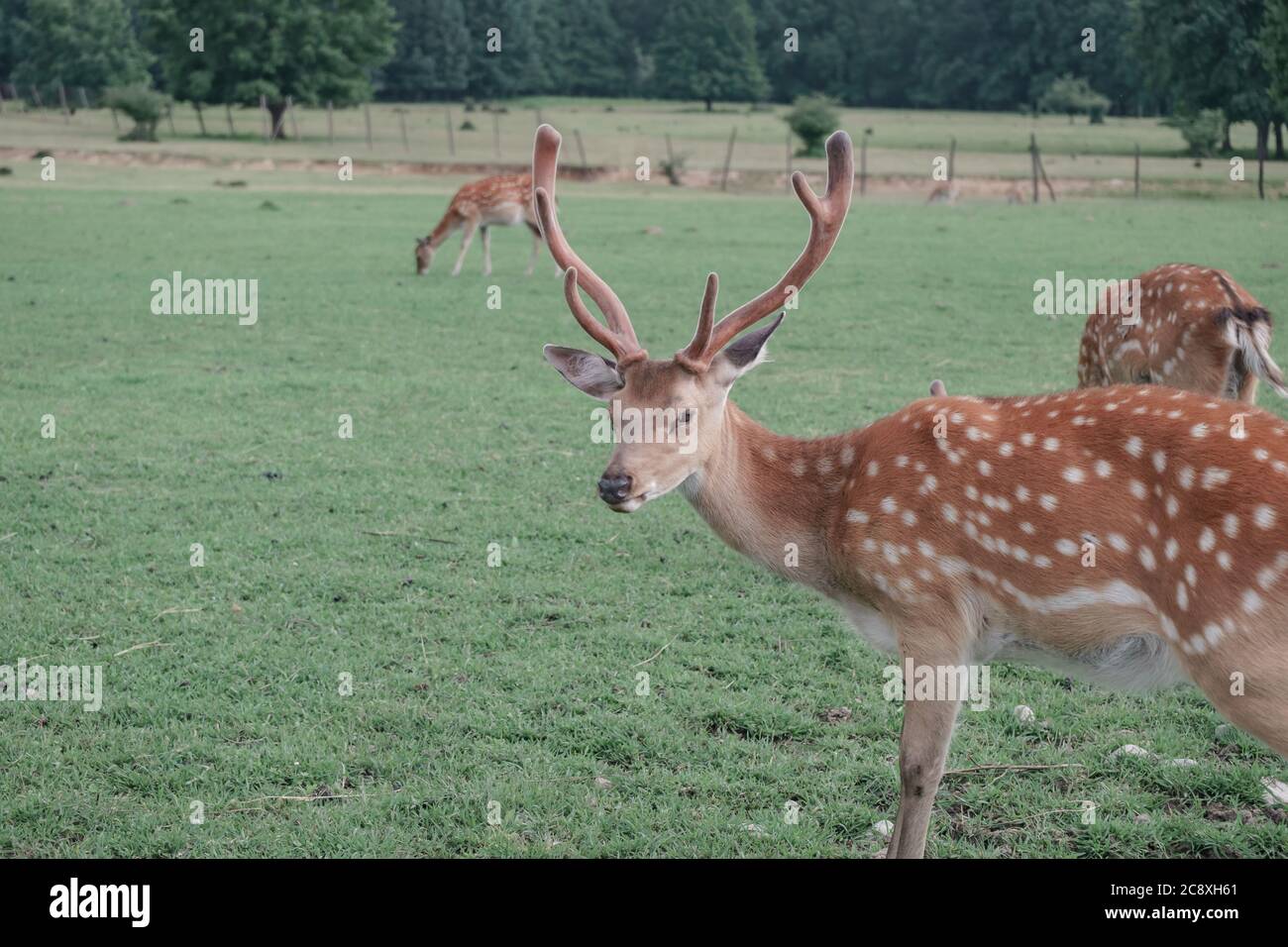 Deer farm in the meadow beautiful landscape mountain background Stock ...