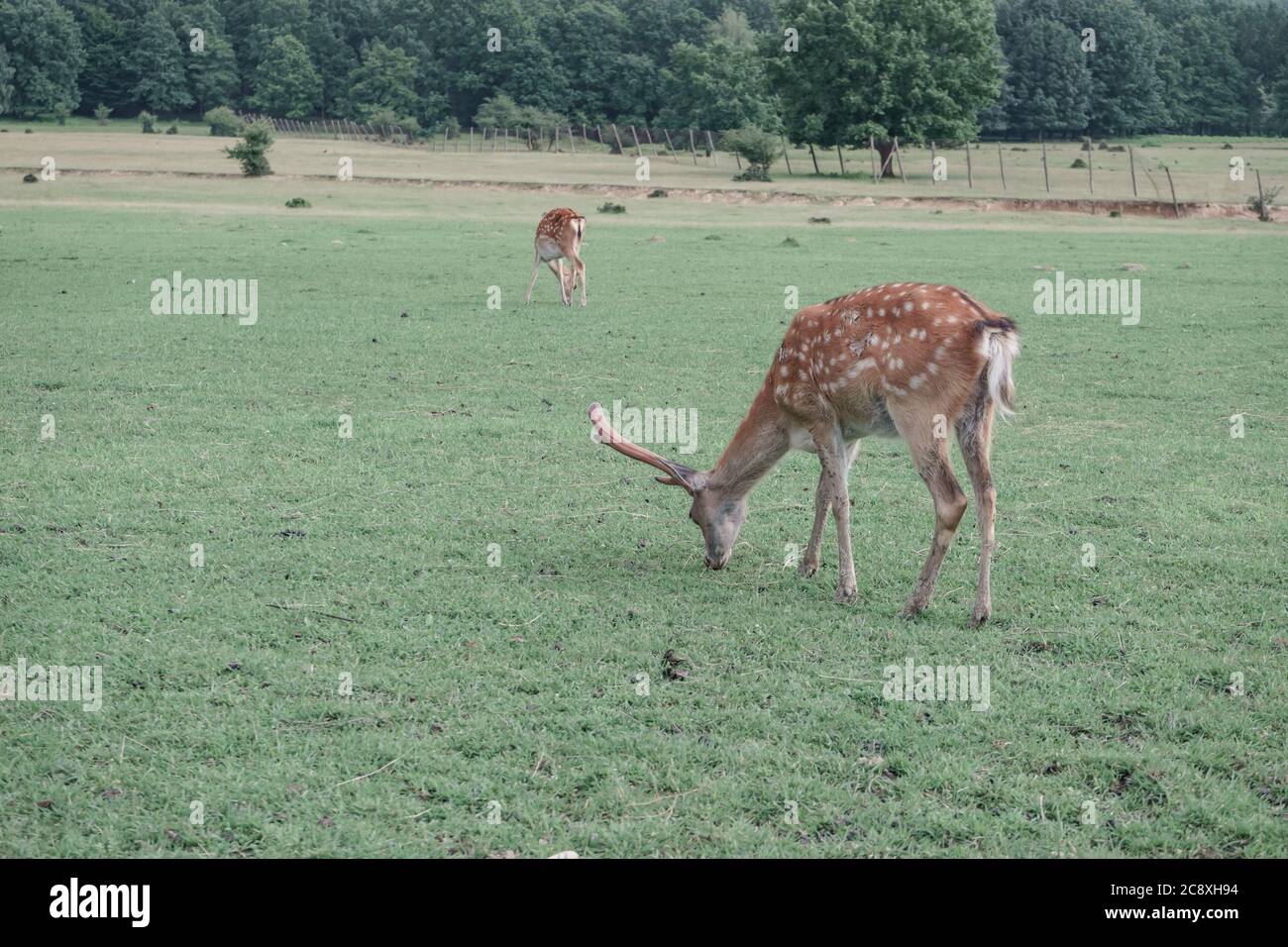 Deer farm in the meadow beautiful landscape mountain background Stock ...