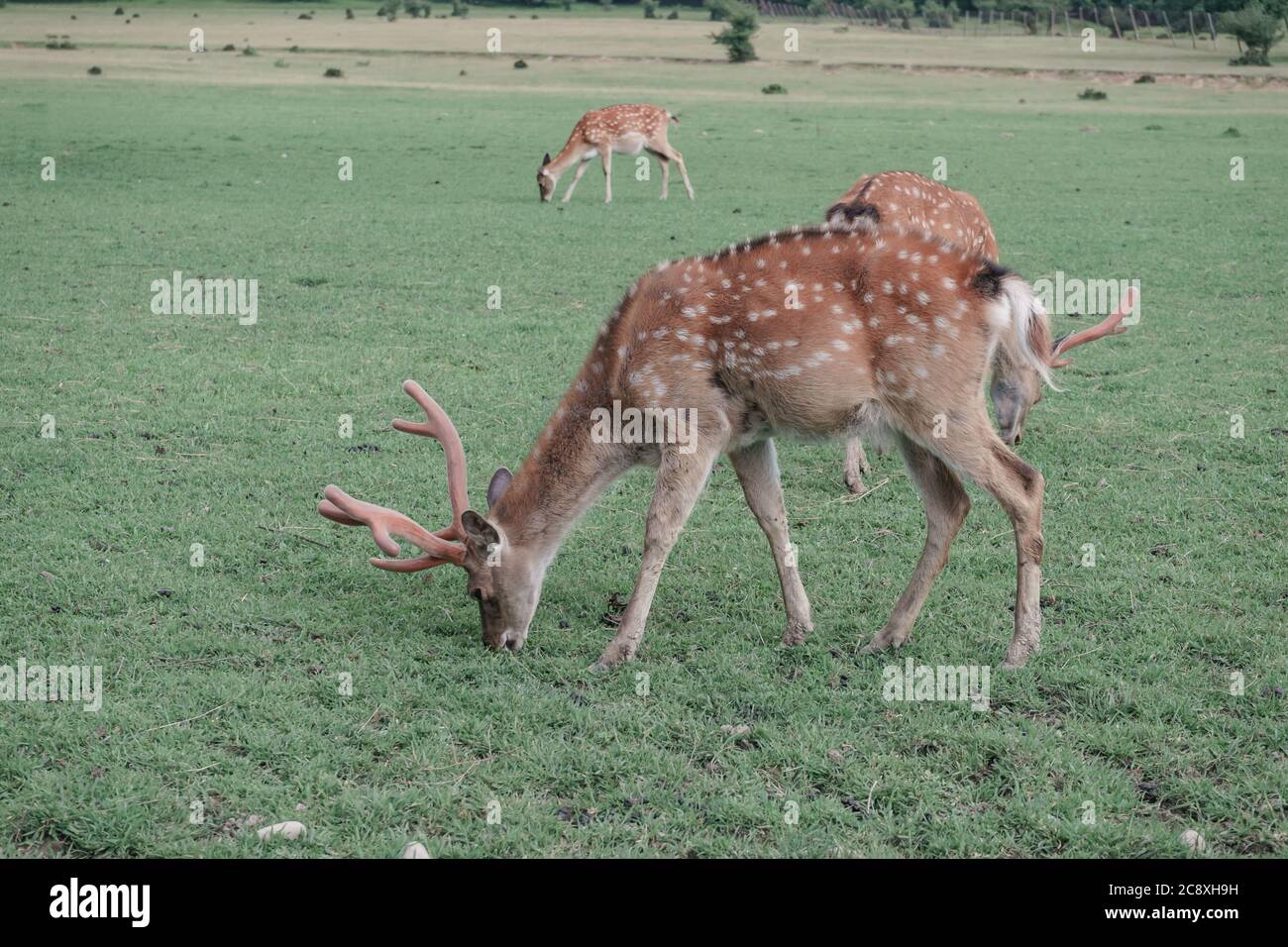 Deer farm in the meadow beautiful landscape mountain background Stock ...