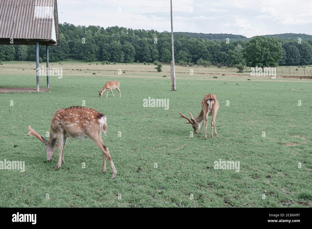 Deer farm in the meadow beautiful landscape mountain background Stock ...