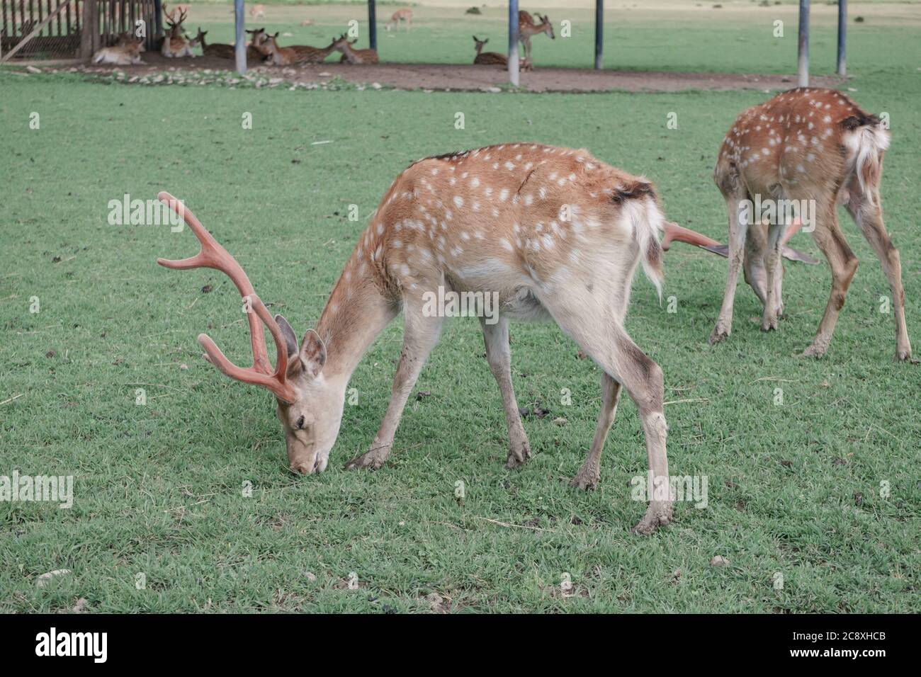 Deer farm in the meadow beautiful landscape mountain background Stock ...