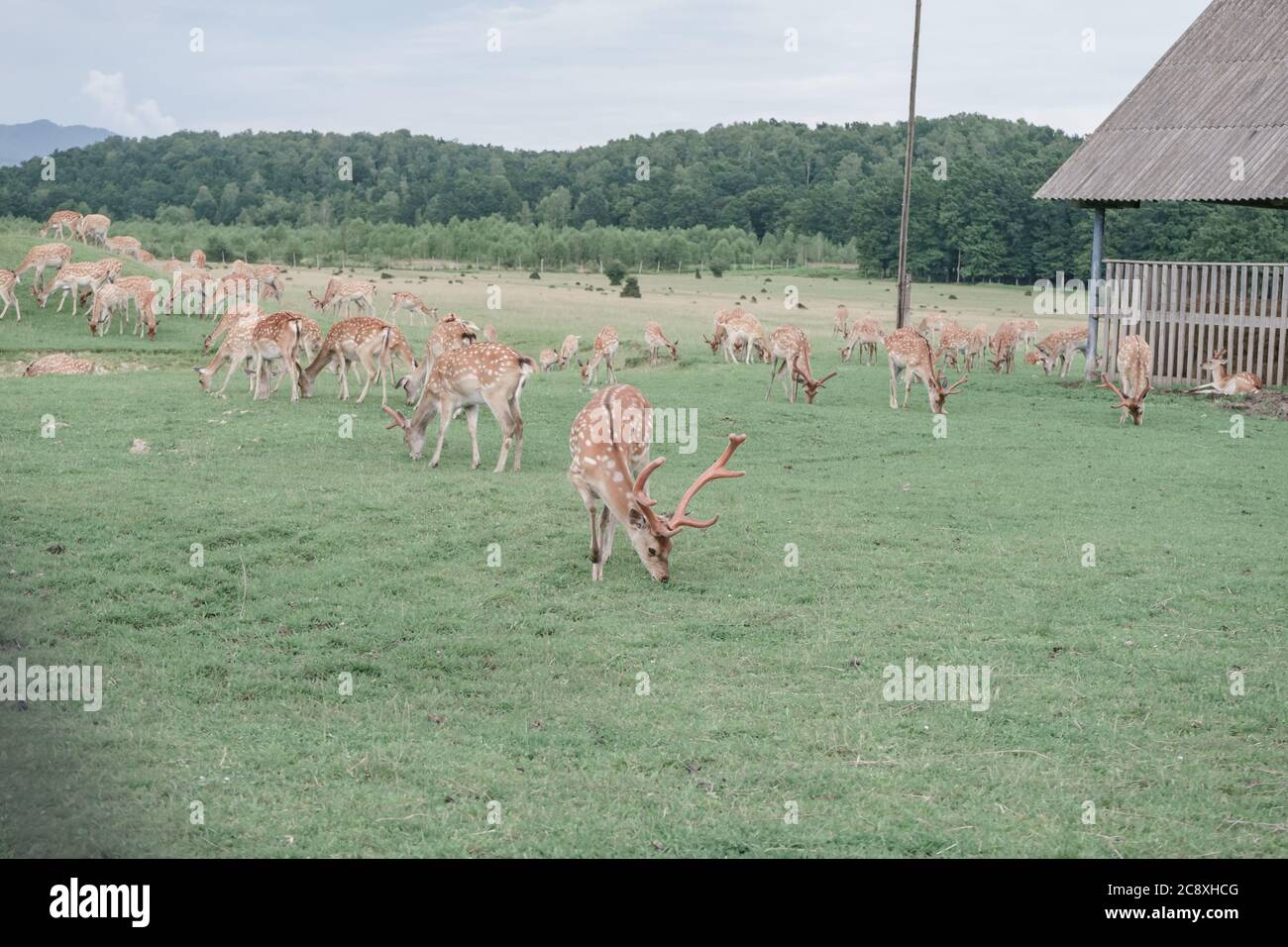 Deer farm in the meadow beautiful landscape mountain background Stock ...