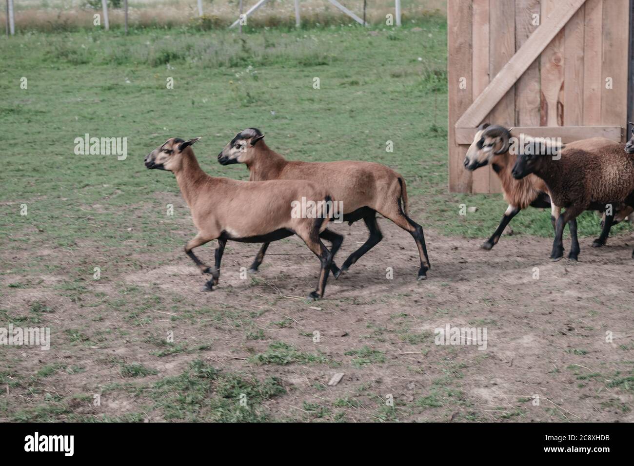 Goats farm in the meadow beautiful landscape mountain background Stock ...