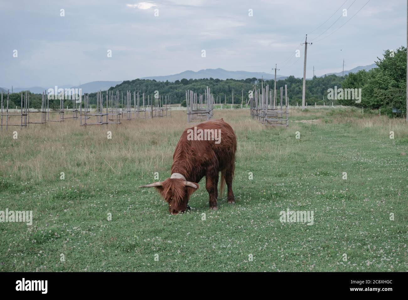 Shetland cow hi-res stock photography and images - Alamy