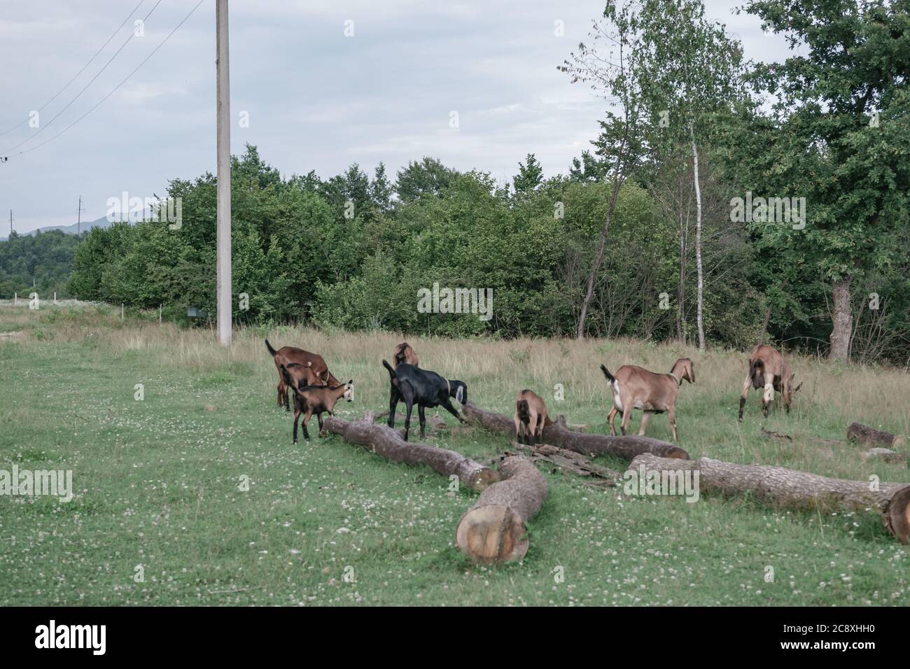 Goats farm in the meadow beautiful landscape mountain background Stock ...