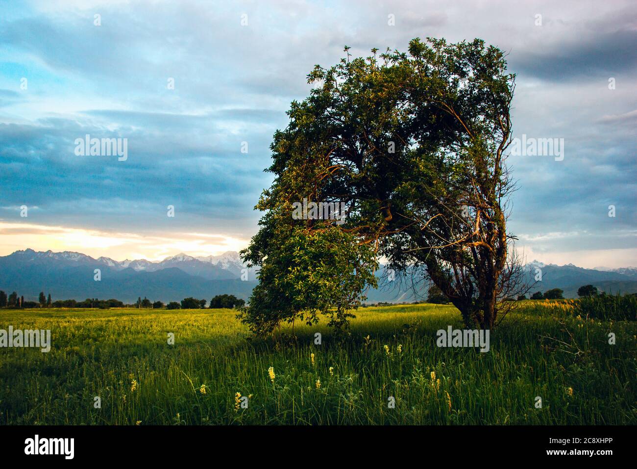 Beautiful tree on rural meadow with sunset light Stock Photo - Alamy