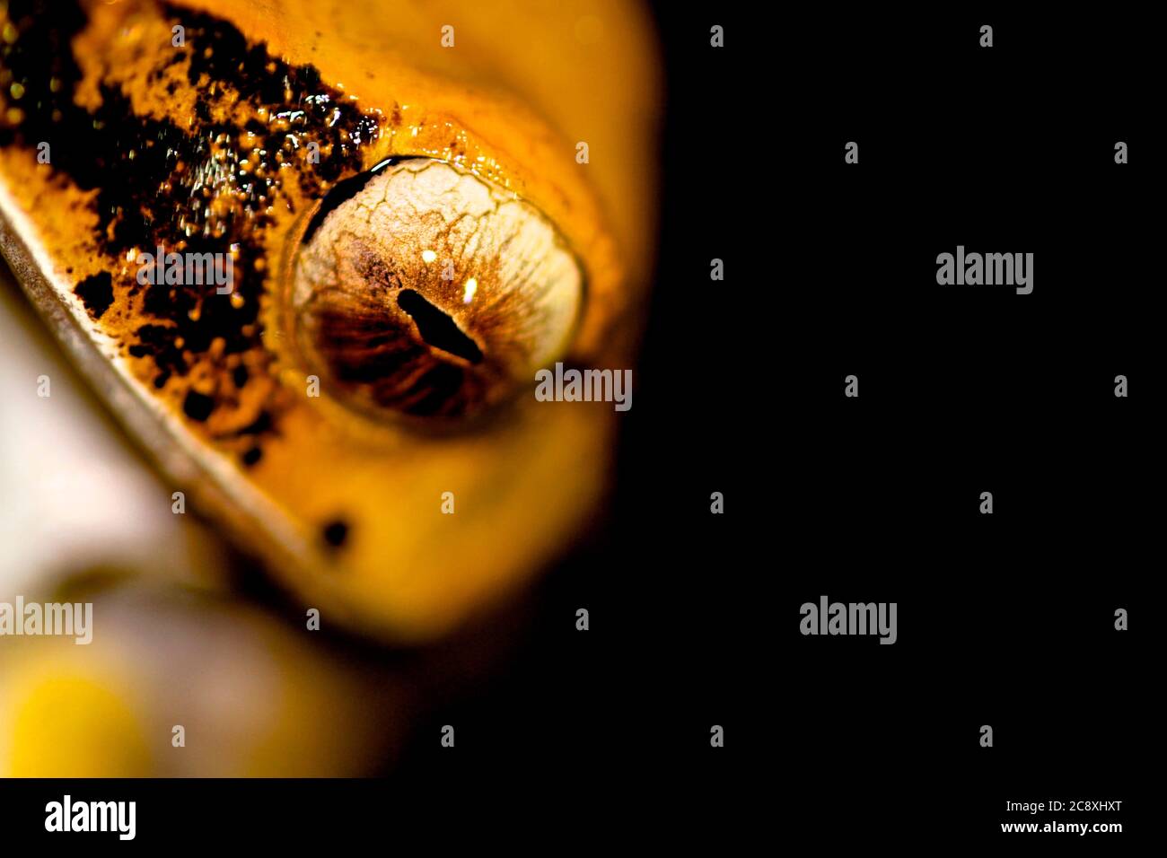 Hourglass Tree-frog, Madagascar Stock Photo - Alamy