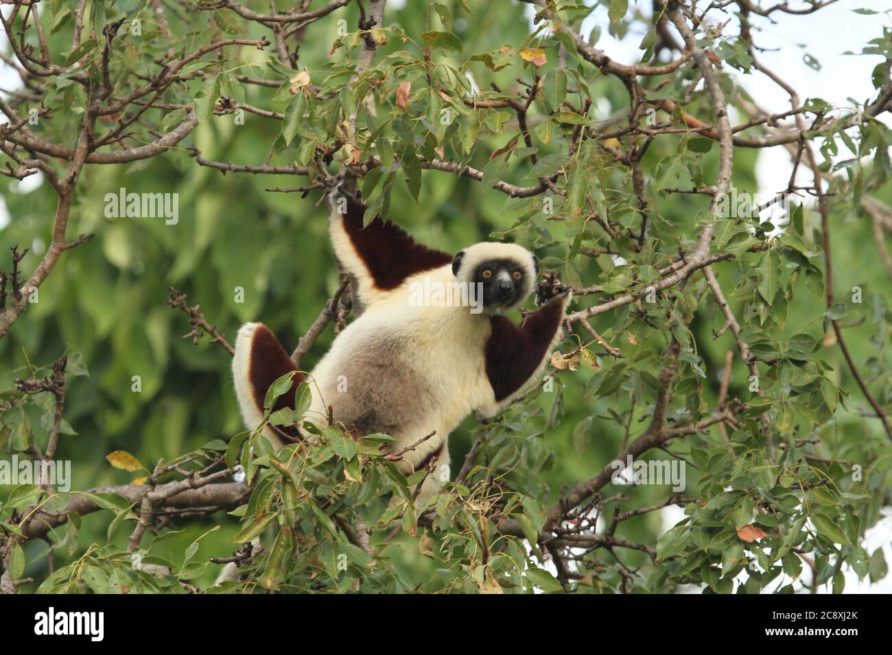 Coquerel's Sifaka, Madagascar Stock Photo - Alamy