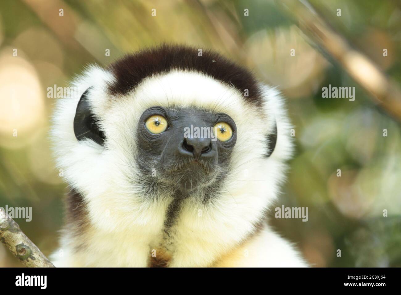 Verreaux's Sifaka, Madagascar Stock Photo - Alamy