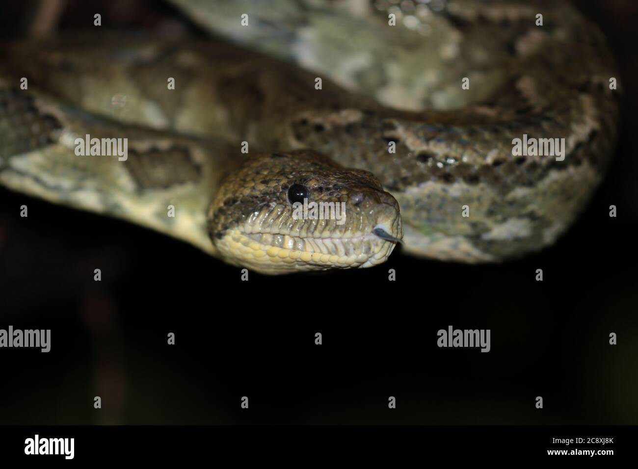 Malagasy Tree Boa, Madagascar Stock Photo - Alamy