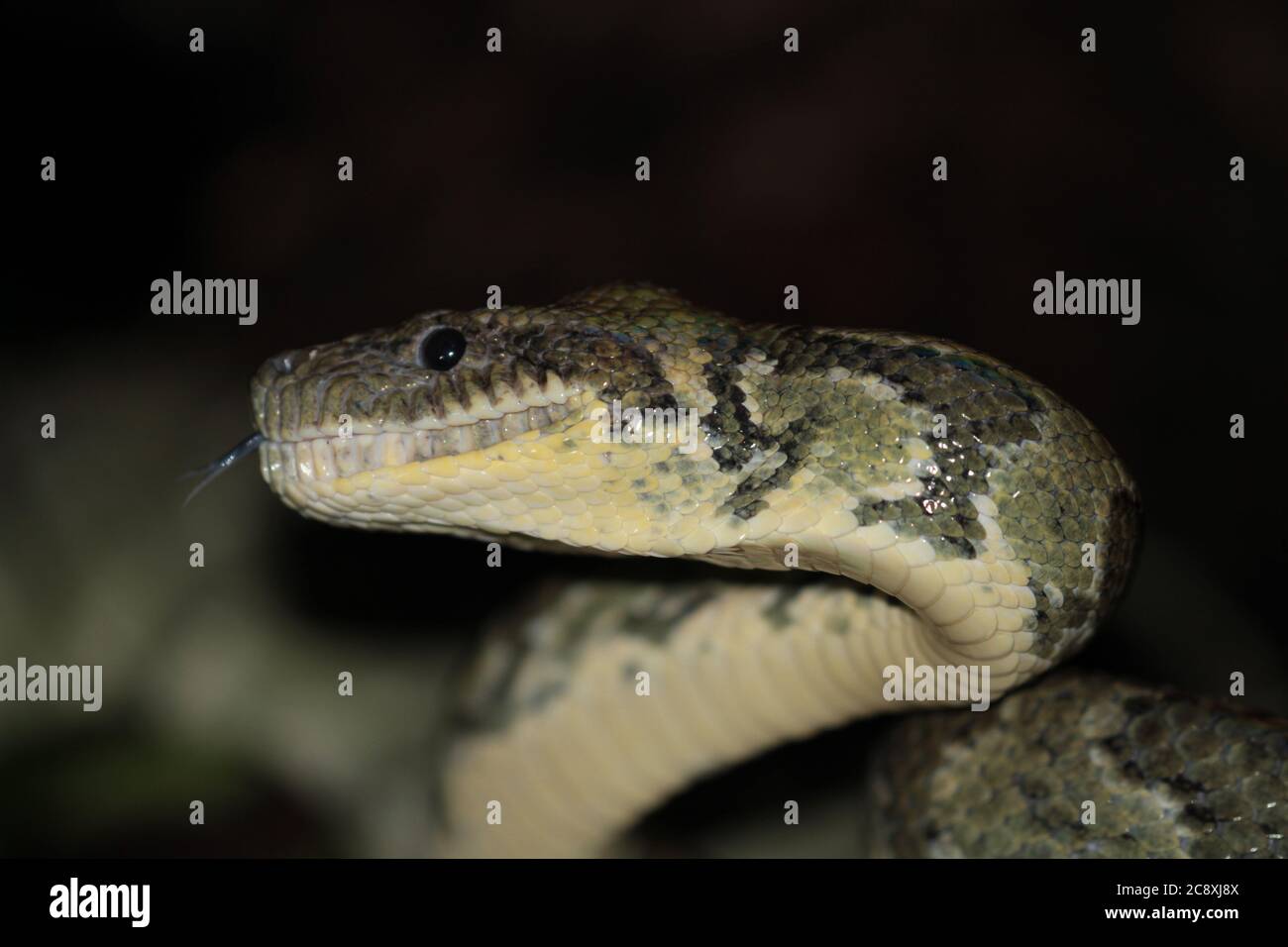 Malagasy tree boa sanzinia hi-res stock photography and images - Alamy