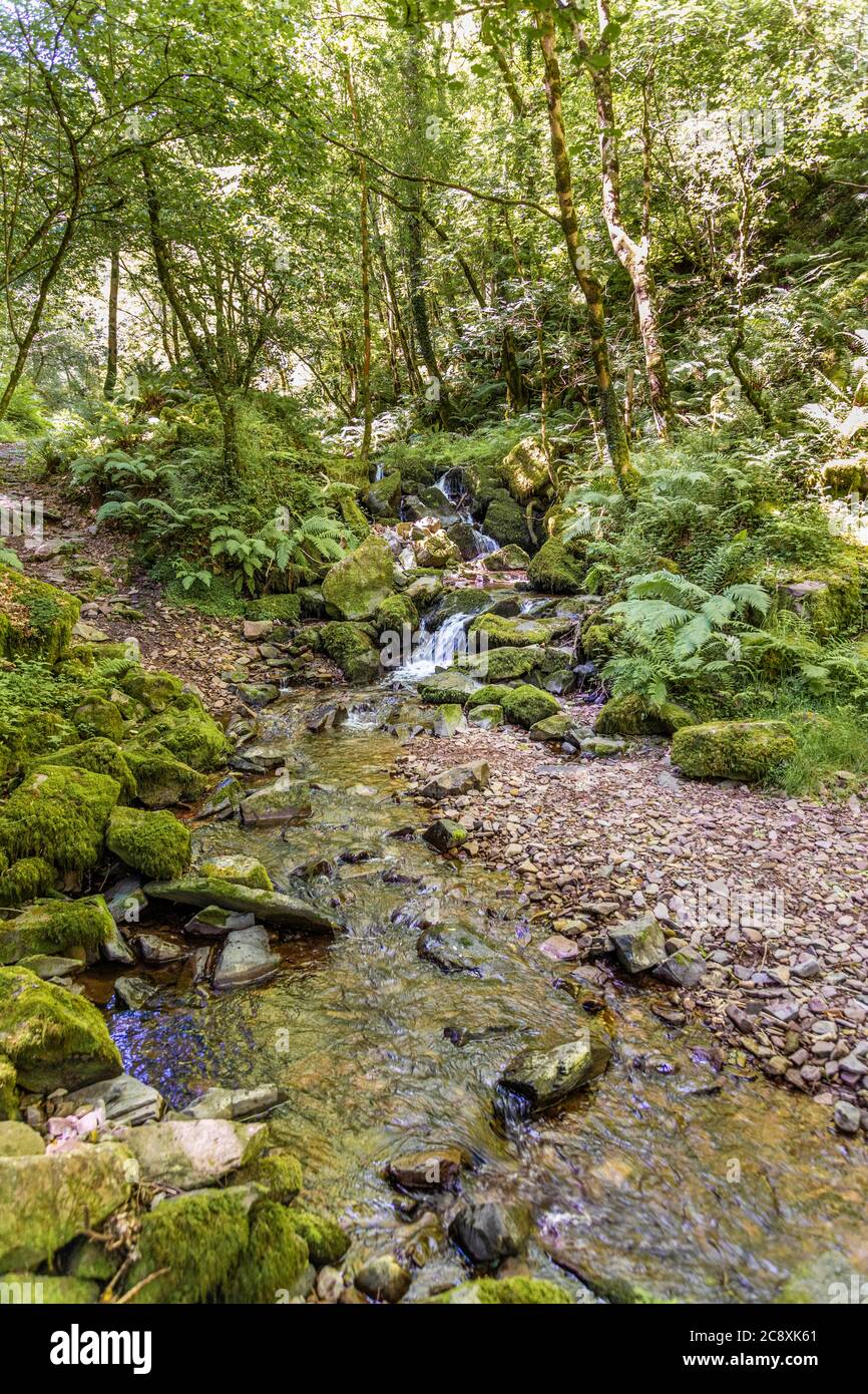 A stream beside the nature trail in Dunkery and Horner Wood National ...