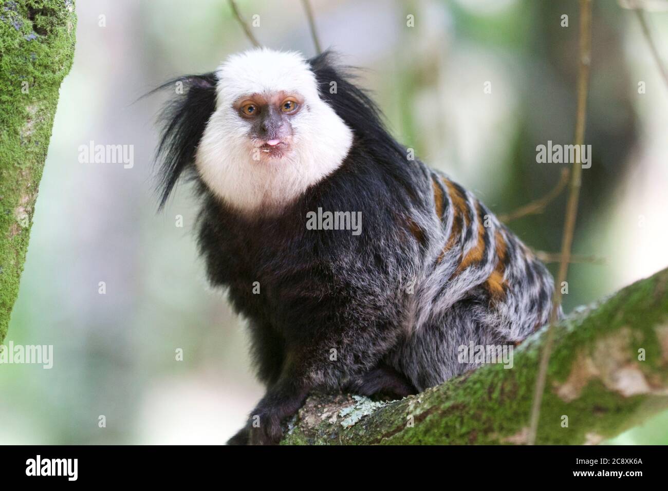 Common Marmoset, Brazil Stock Photo - Alamy