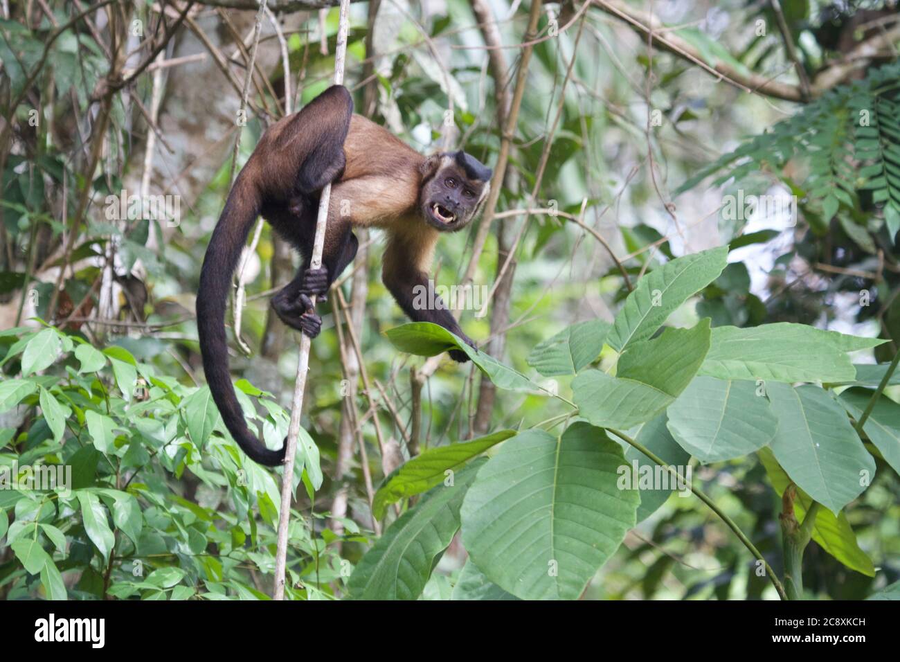 Golden bellied capuchin hi-res stock photography and images - Alamy