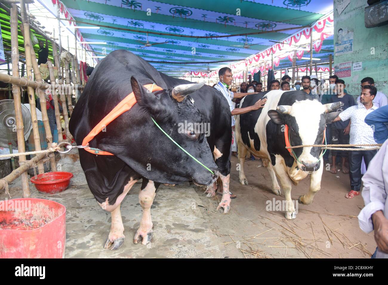 Cattle sellers wait with oxen for customer at a cattle market ahead of Eid al-Adha Muslim ...