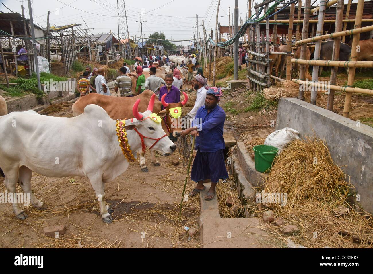 Cattle sellers wait with oxen for customer at a cattle market ahead of Eid al-Adha Muslim ...