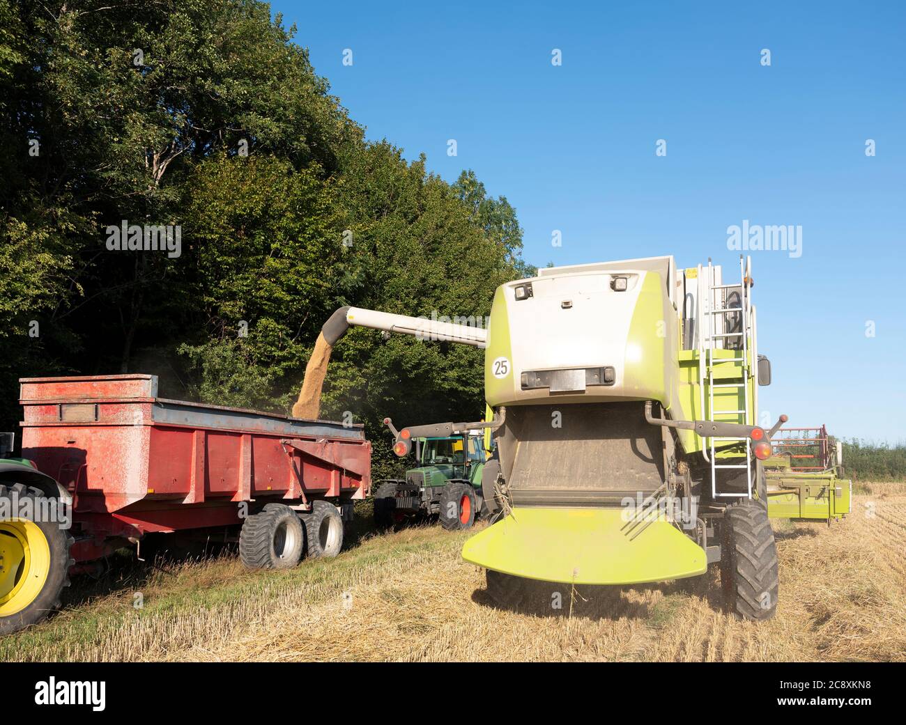 combine loads grain into cart during harvest in the north of france ...