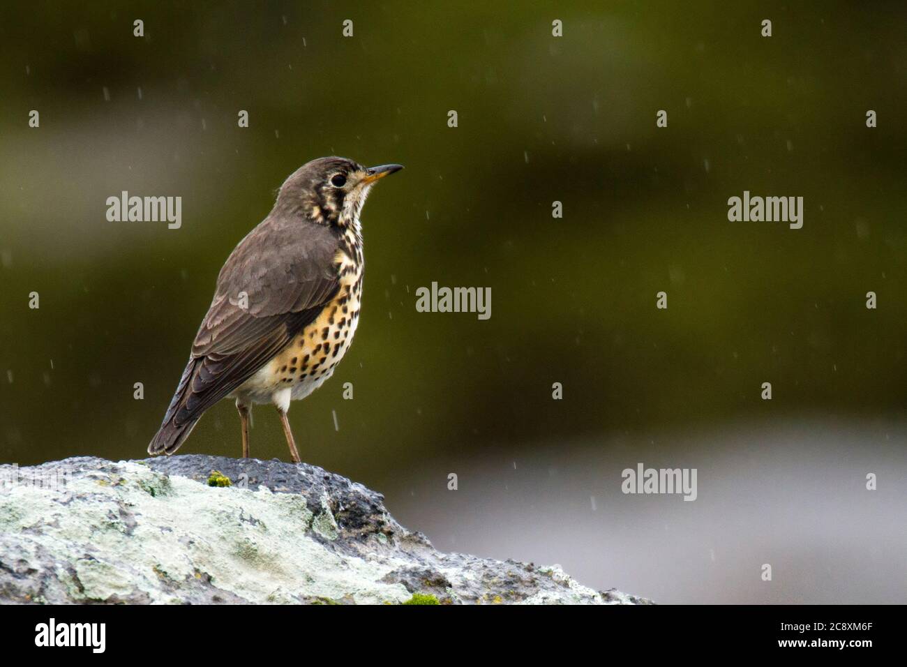African thrush hi-res stock photography and images - Alamy