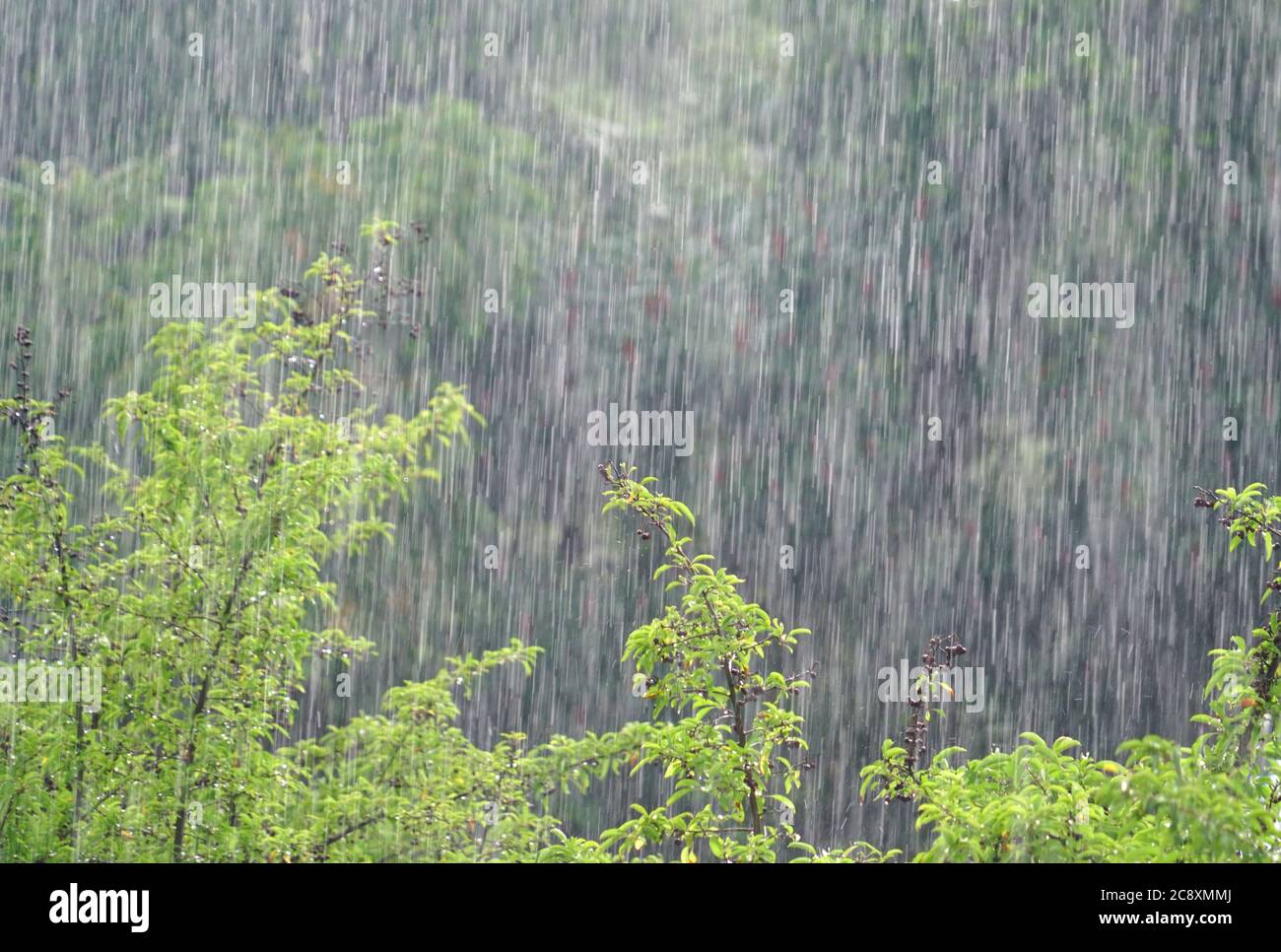 Heavy rain shower trees in hi-res stock photography and images - Alamy