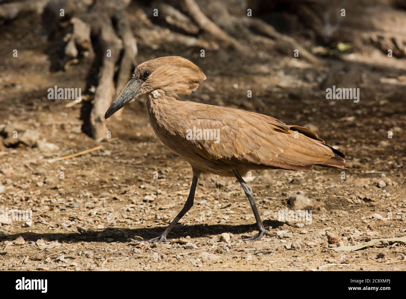 Anvilhead hammer head hi-res stock photography and images - Alamy