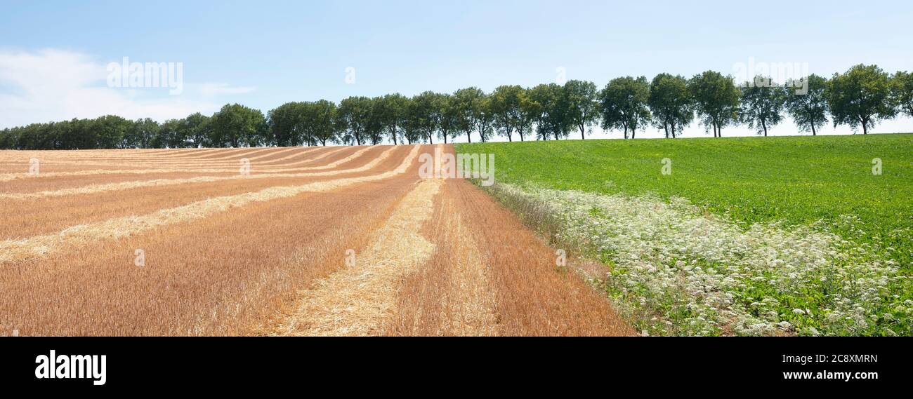 rural countryside landscape with trees in the nort of france near ...