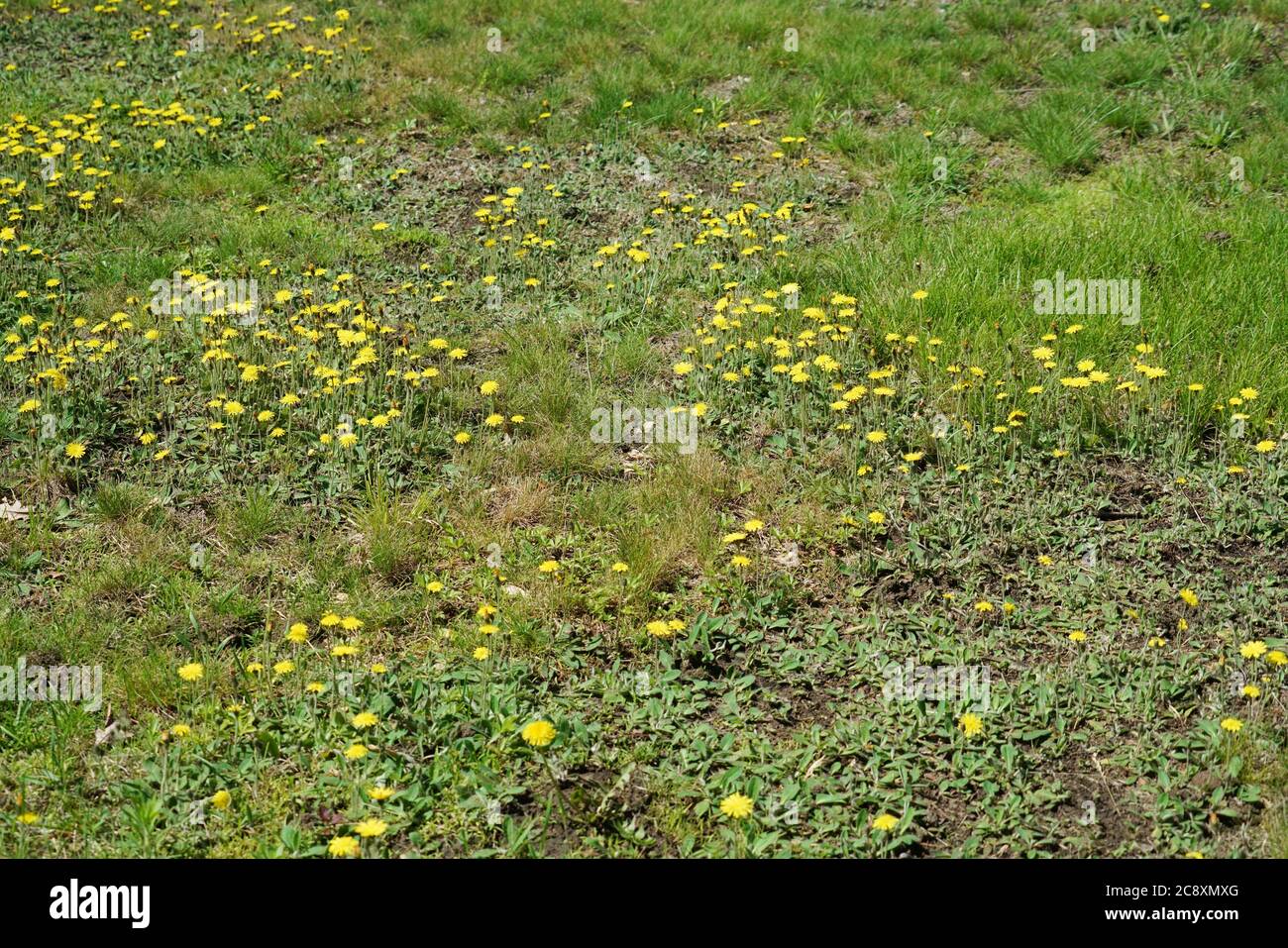 Lawn weed problem hi-res stock photography and images - Alamy