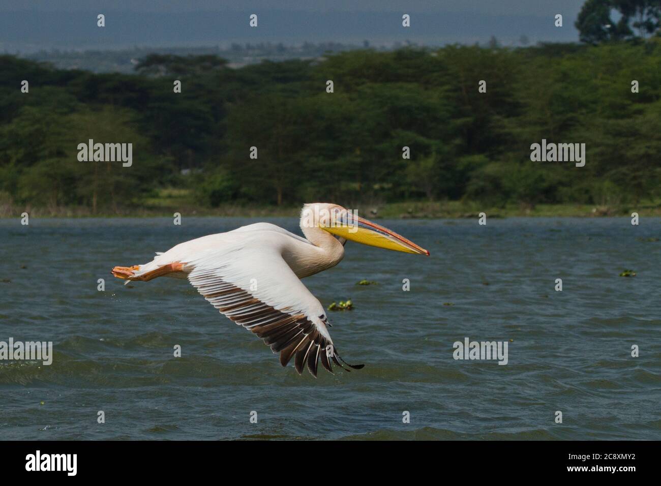 Great White Pelican (Pelecanus onocrotalus) in flight, hulla valley ...