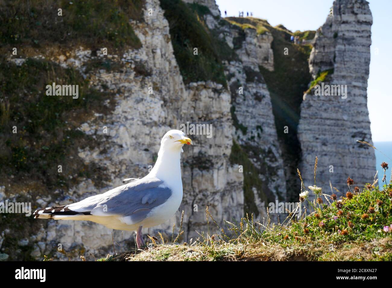 Seagull, Etretat, Seine-Maritime, Normandy, France Stock Photo - Alamy