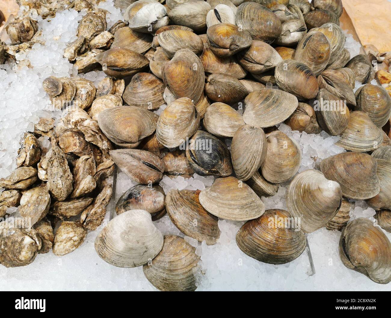 close up on frozen sea snail Stock Photo - Alamy