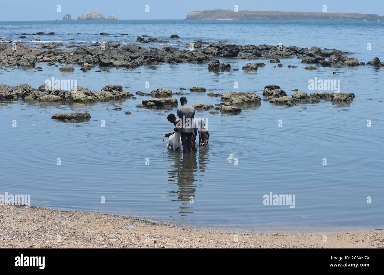 Bathing a Ladoum sheep in Soumbédioune bay, Dakar, Senegal Stock Photo ...