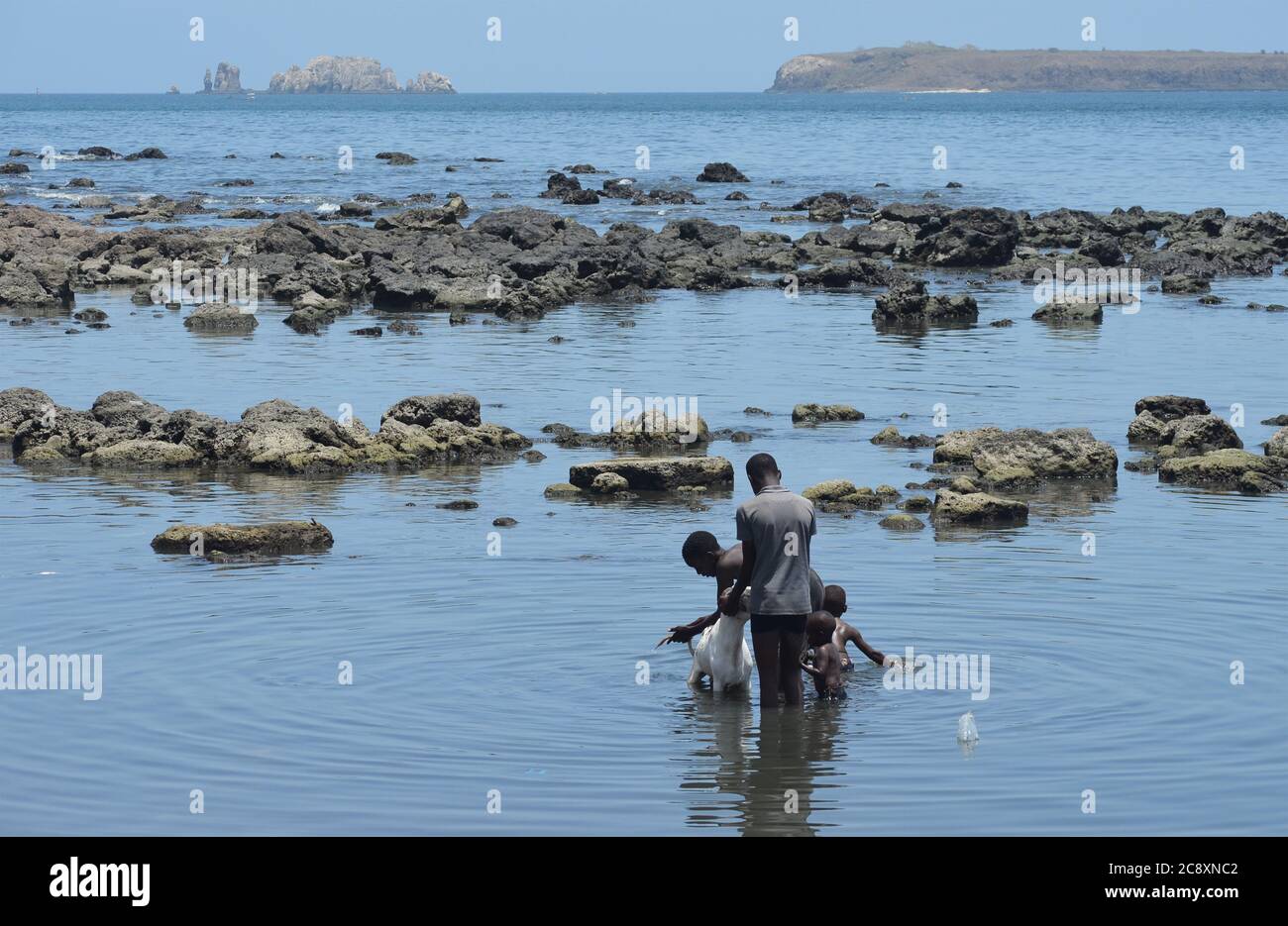 Sheep and goat agri food systems hi-res stock photography and images ...