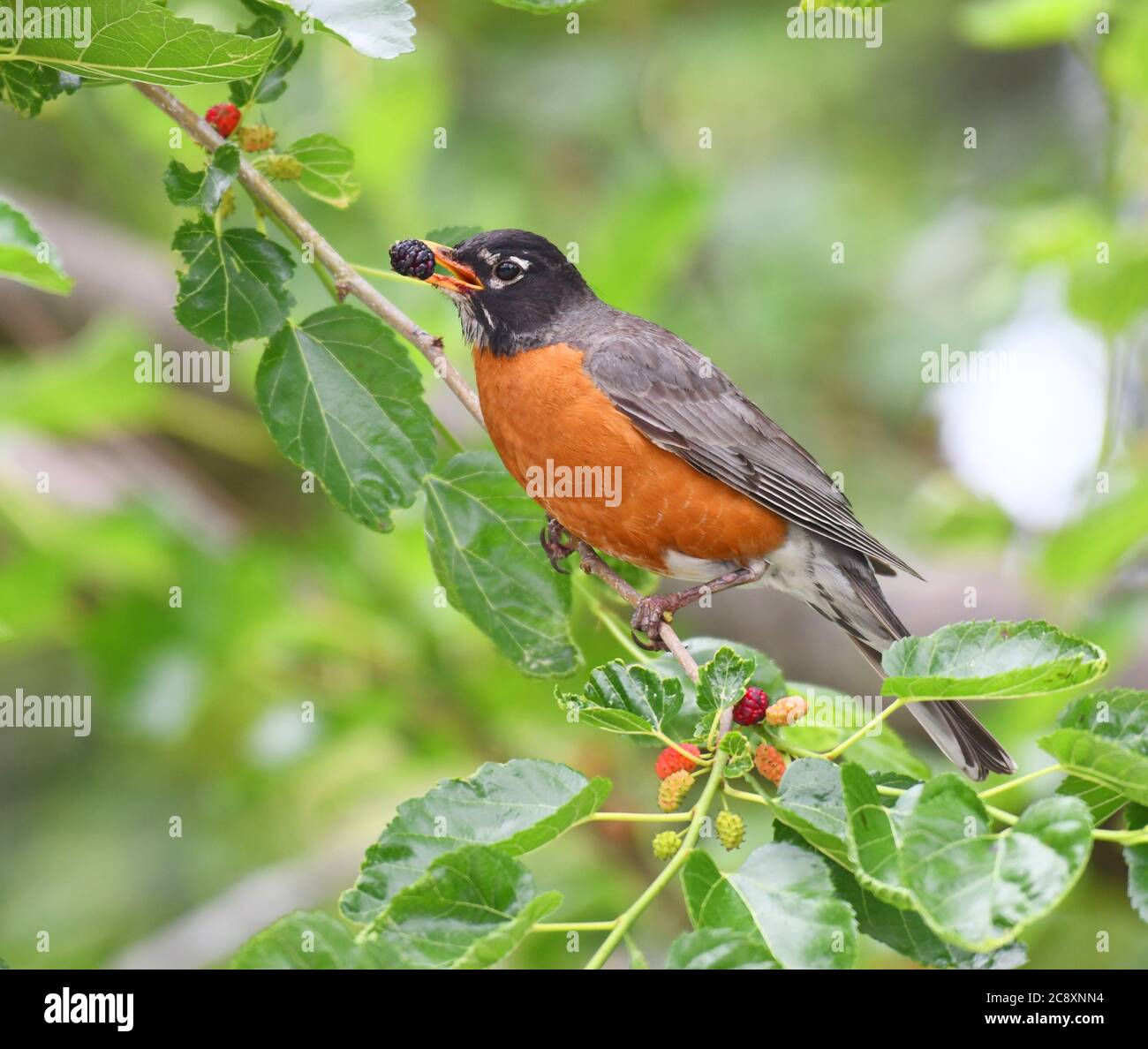 Robin berry beak hi-res stock photography and images - Alamy