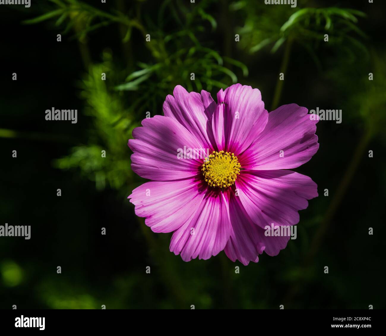 Beautiful cerise pinks on large open flower with green foliage ...