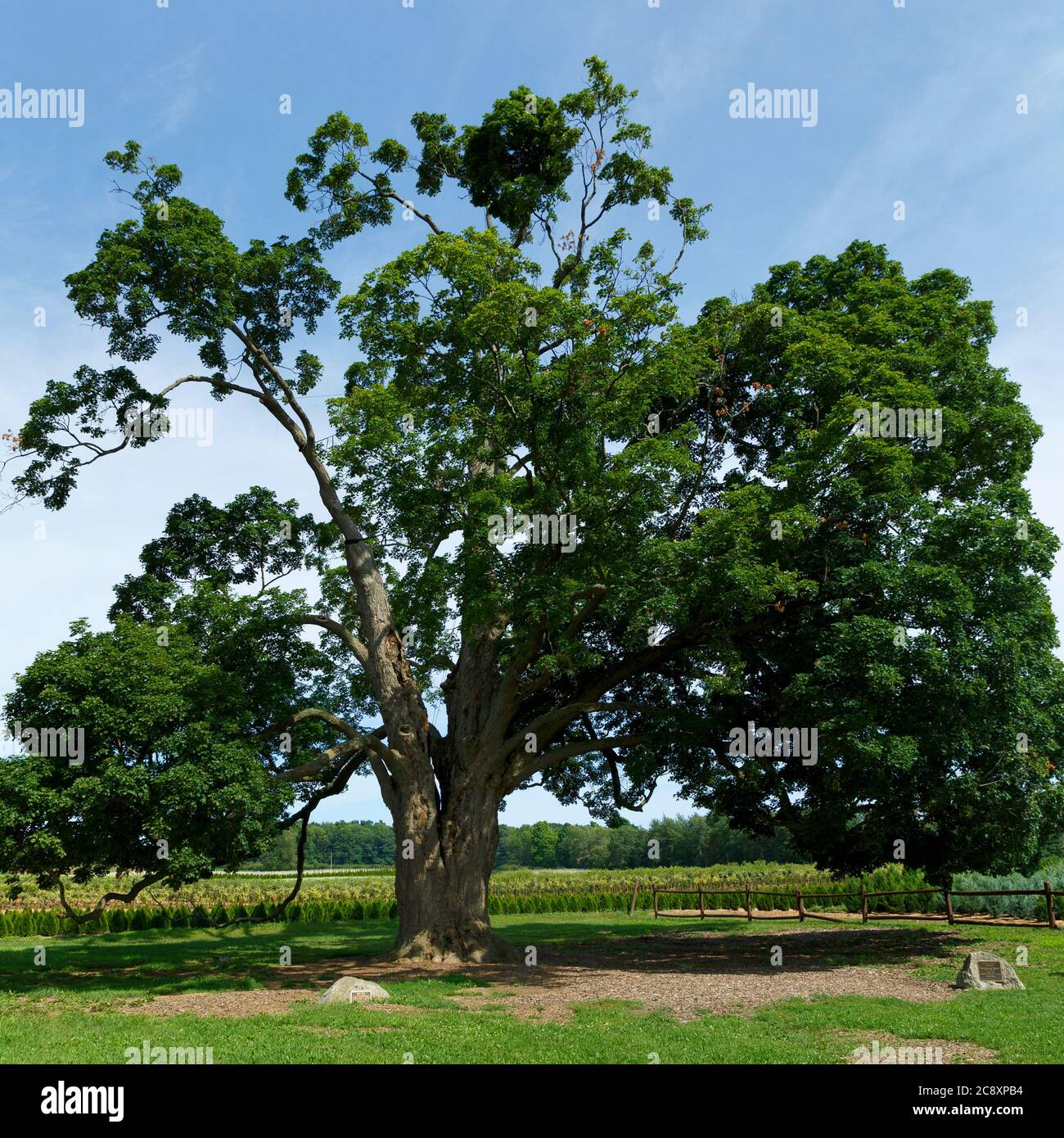 Maple tree canada hi-res stock photography and images - Alamy